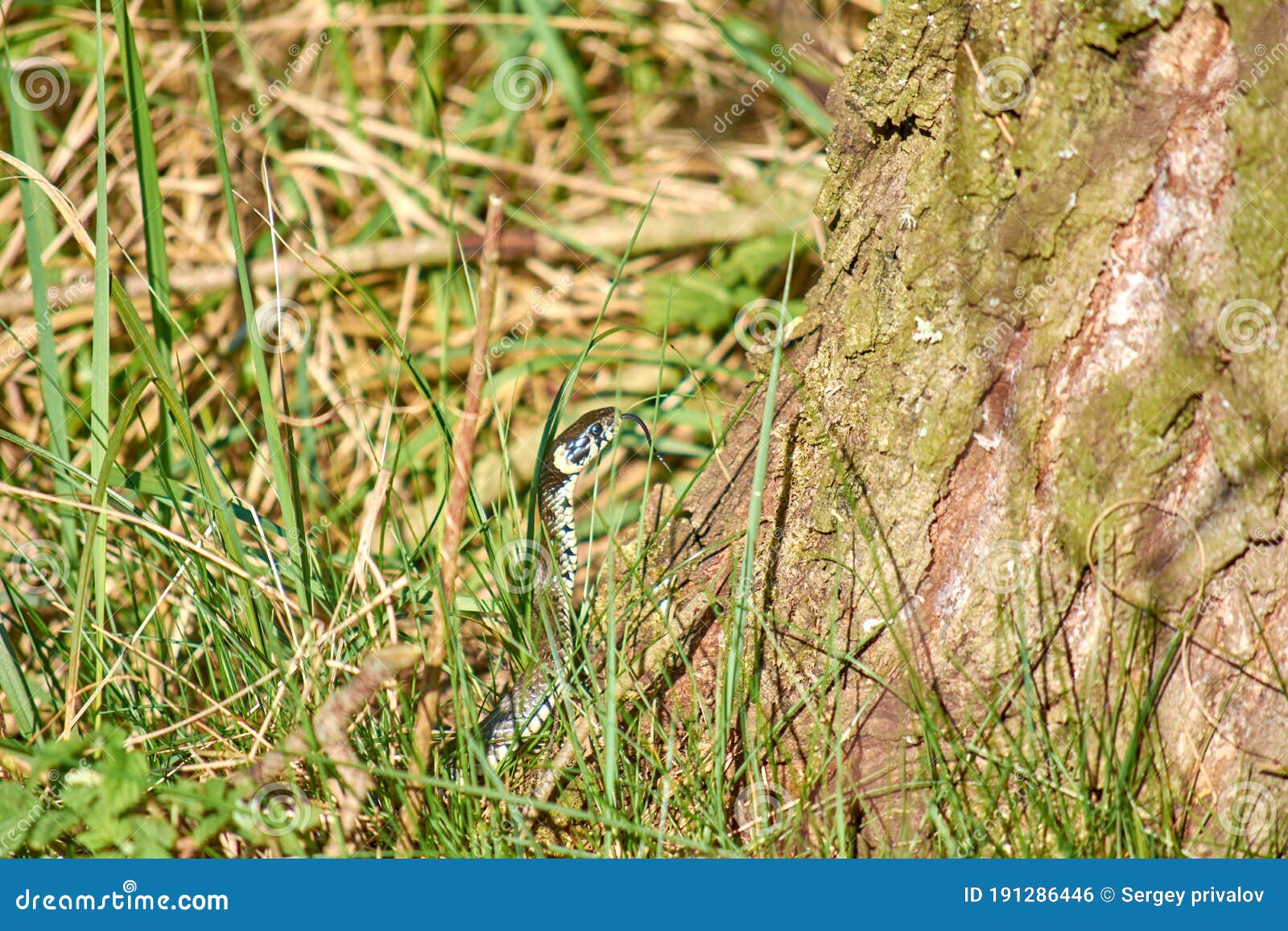 Snake in the grass. stock photo. Image of grass, dangerous - 191286446