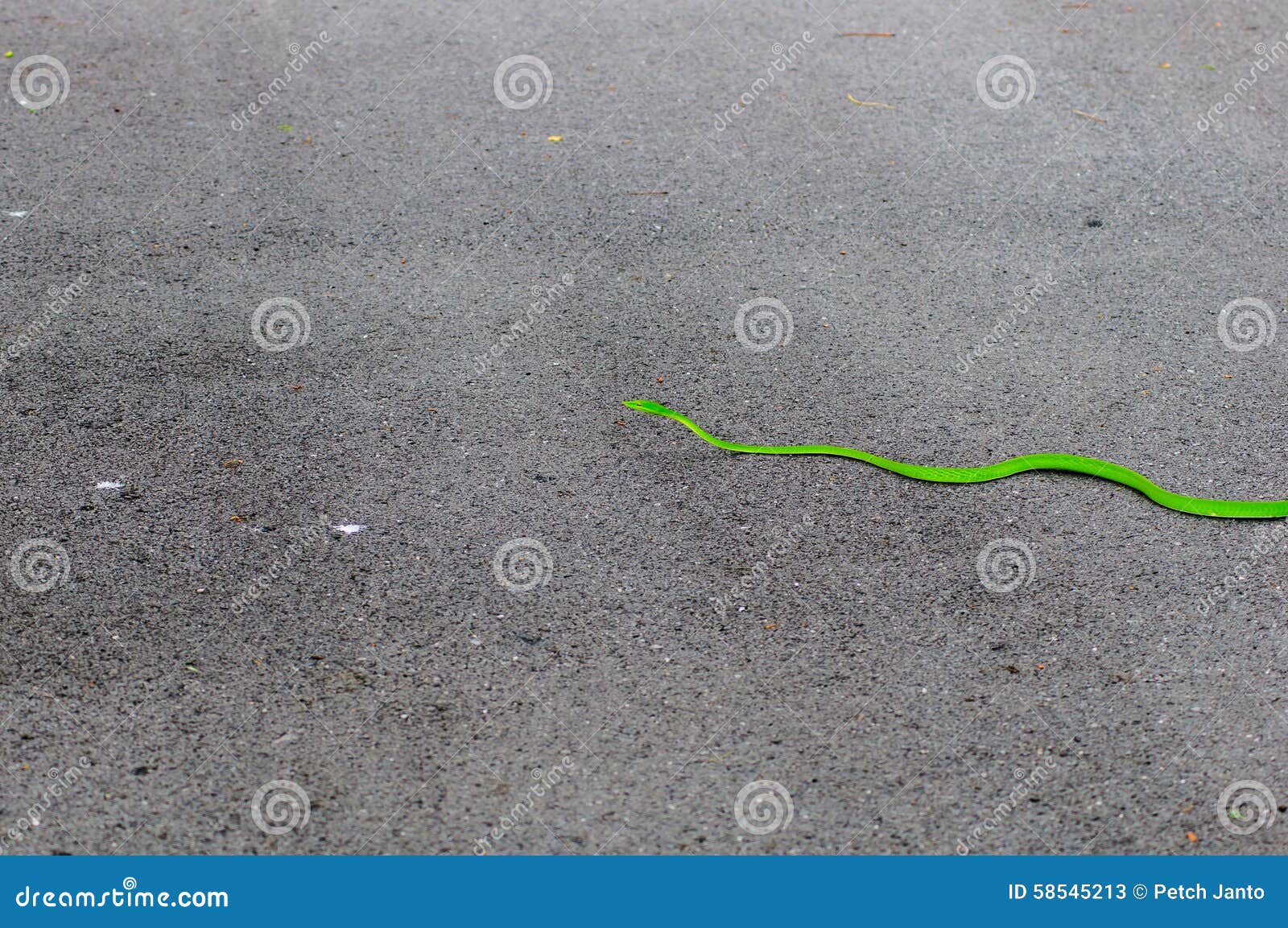 Snake Green Color on the Road Stock Image - Image of biology, nature ...