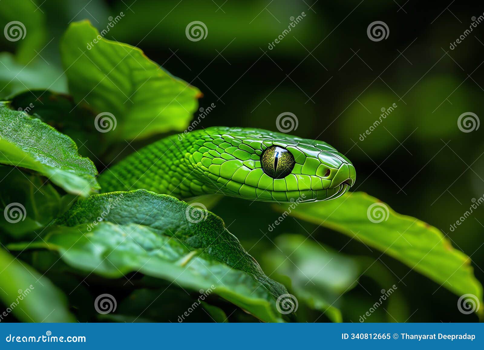 Snake Green, Forest, and Mystery Visualized in a Dense Forest Where a ...