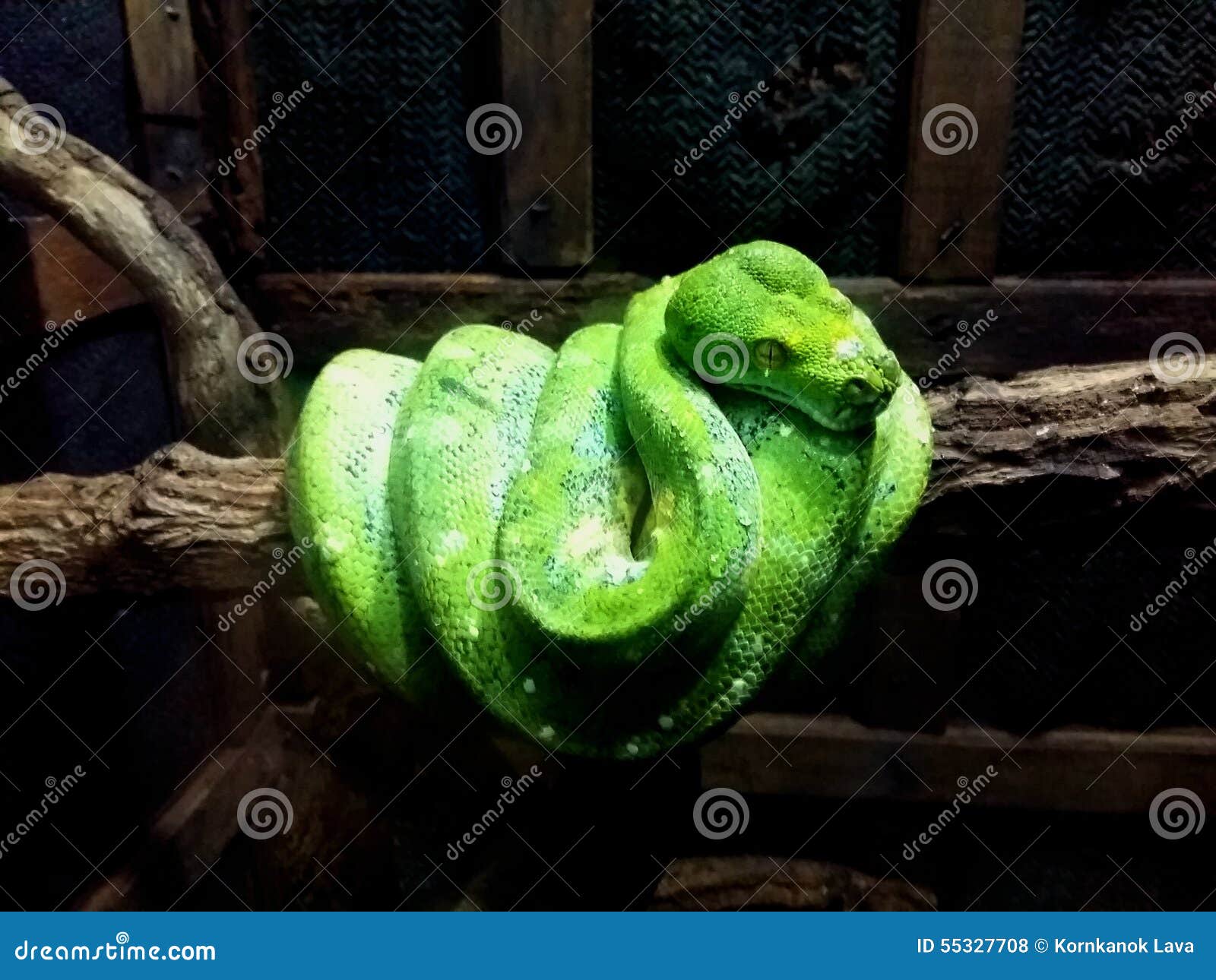 Snake stock photo. Image of green, glass, animal, snake - 55327708