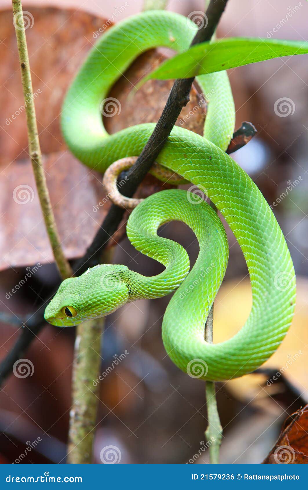 Green Tree Viper