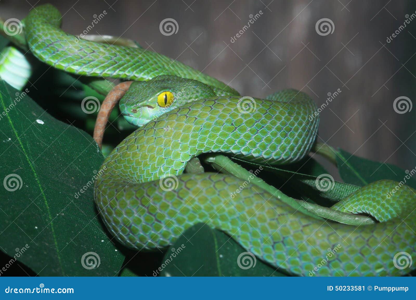 Snake (green Pit Viper) in Forest Stock Image - Image of deadly, costa ...