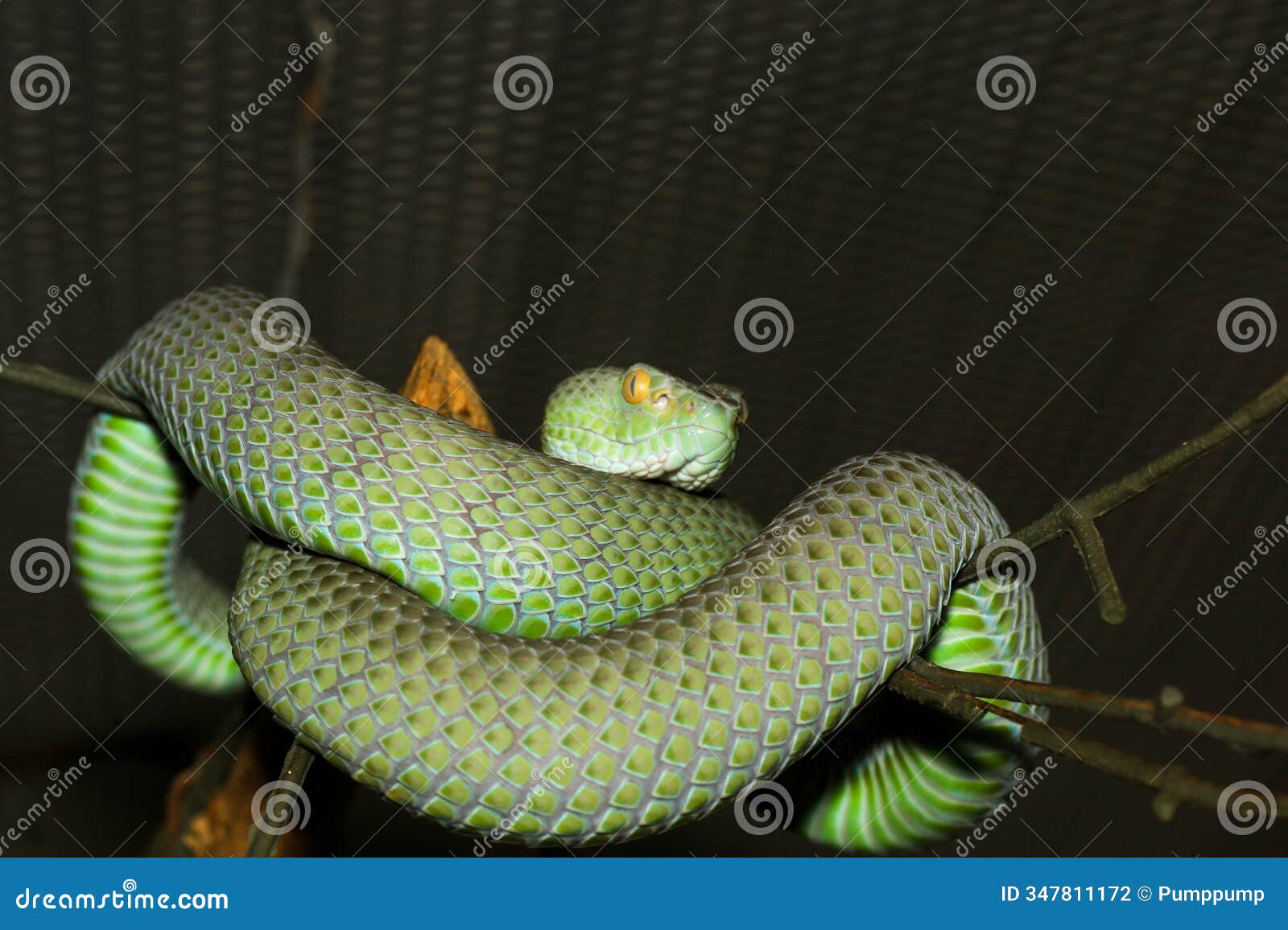The Snake (green Pit Viper) is Rest on the Stick Tree Stock Photo ...