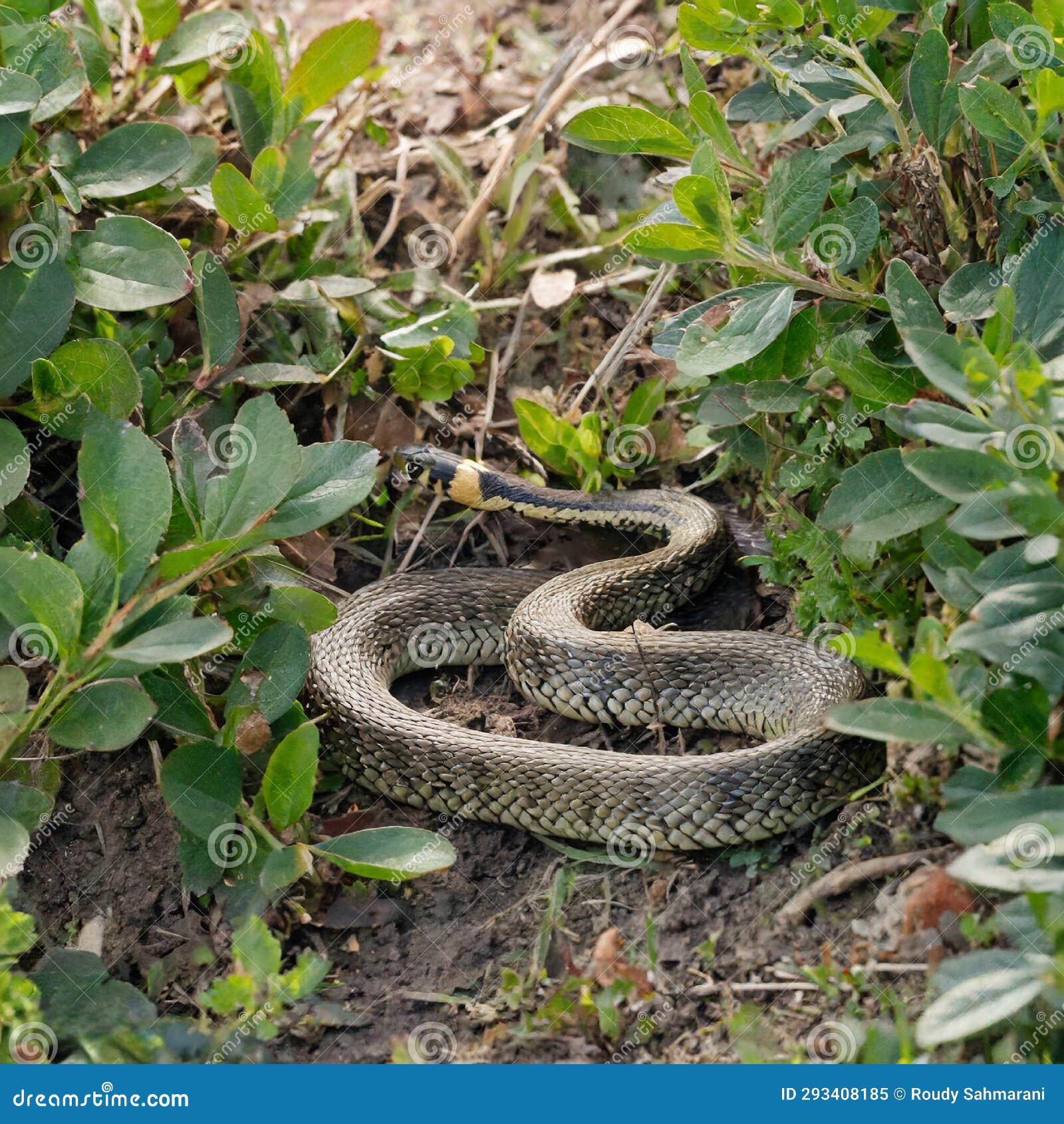 A Snake on the Ground between Bushes Stock Image - Image of forest ...