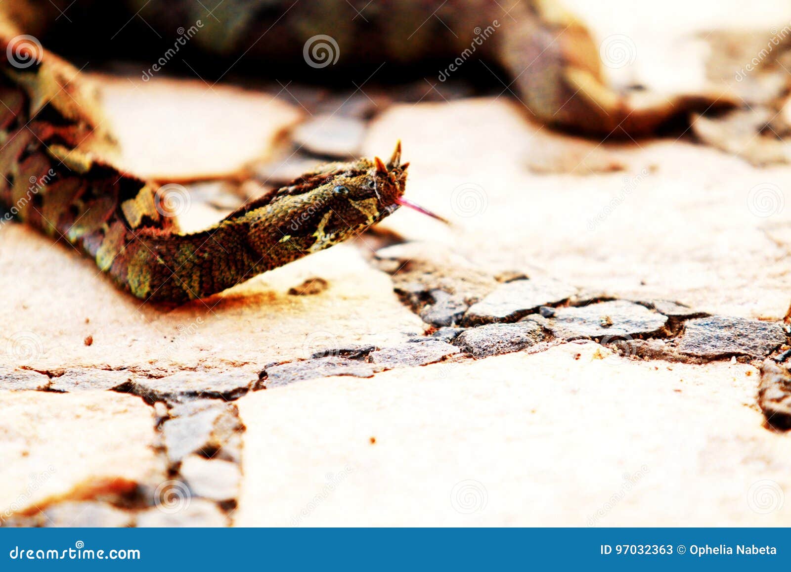 Snake on the ground stock image. Image of exotic, ground - 97032363