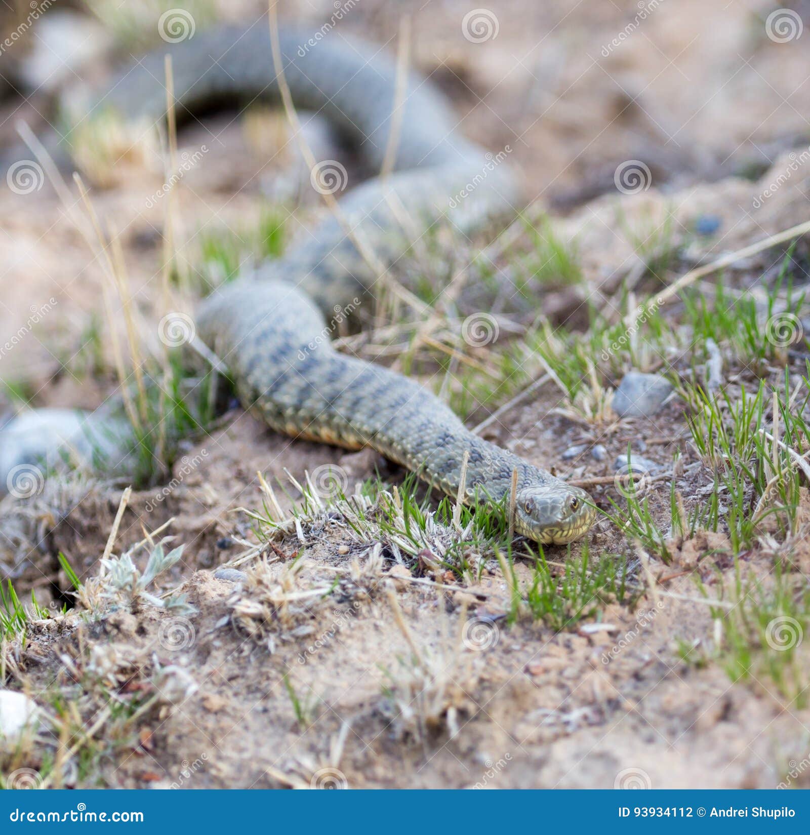 Snake on the Ground Outdoors. Stock Photo - Image of moss, beautiful ...