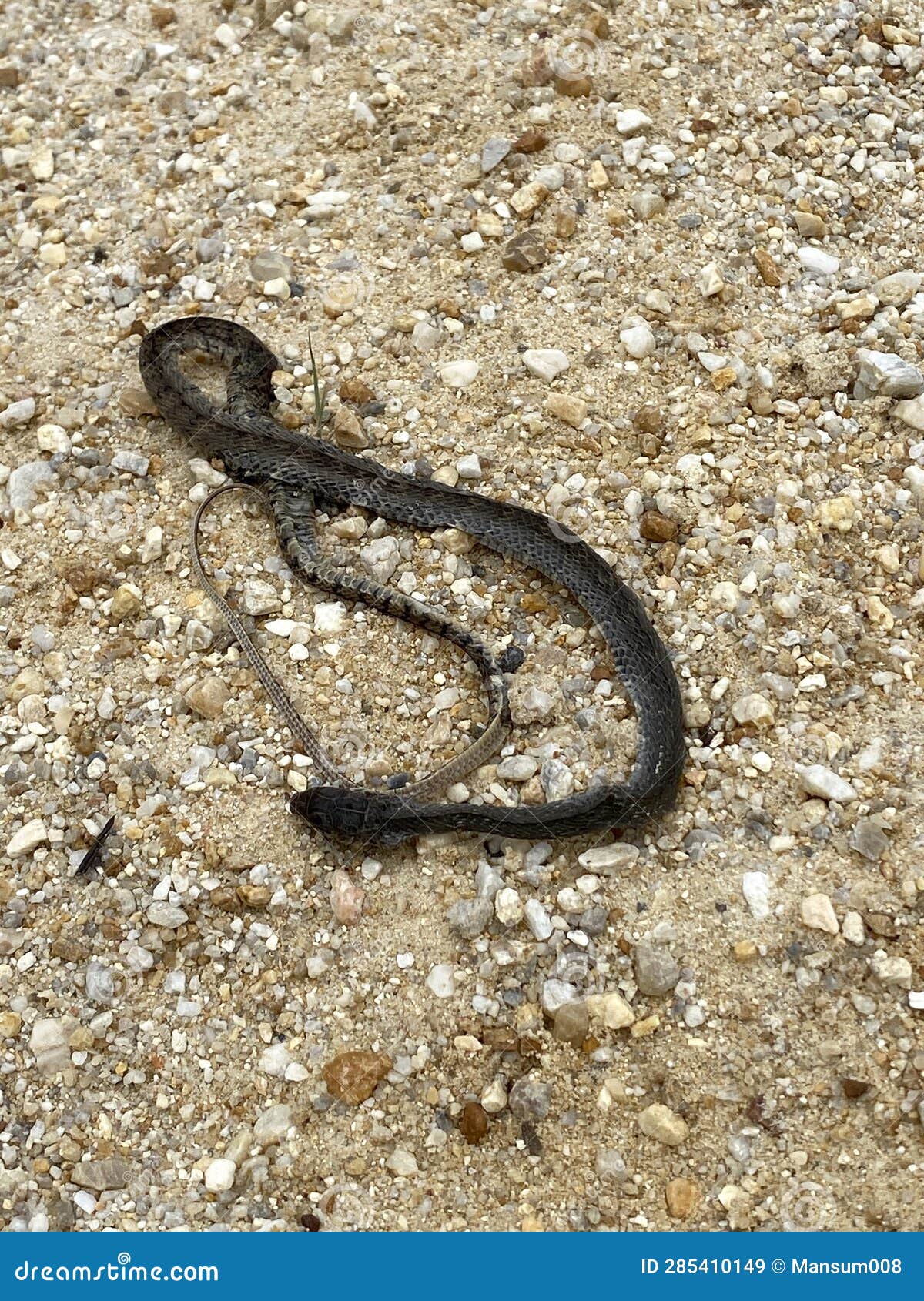 A Snake on Ground at the Sand Stock Image - Image of background, danger ...