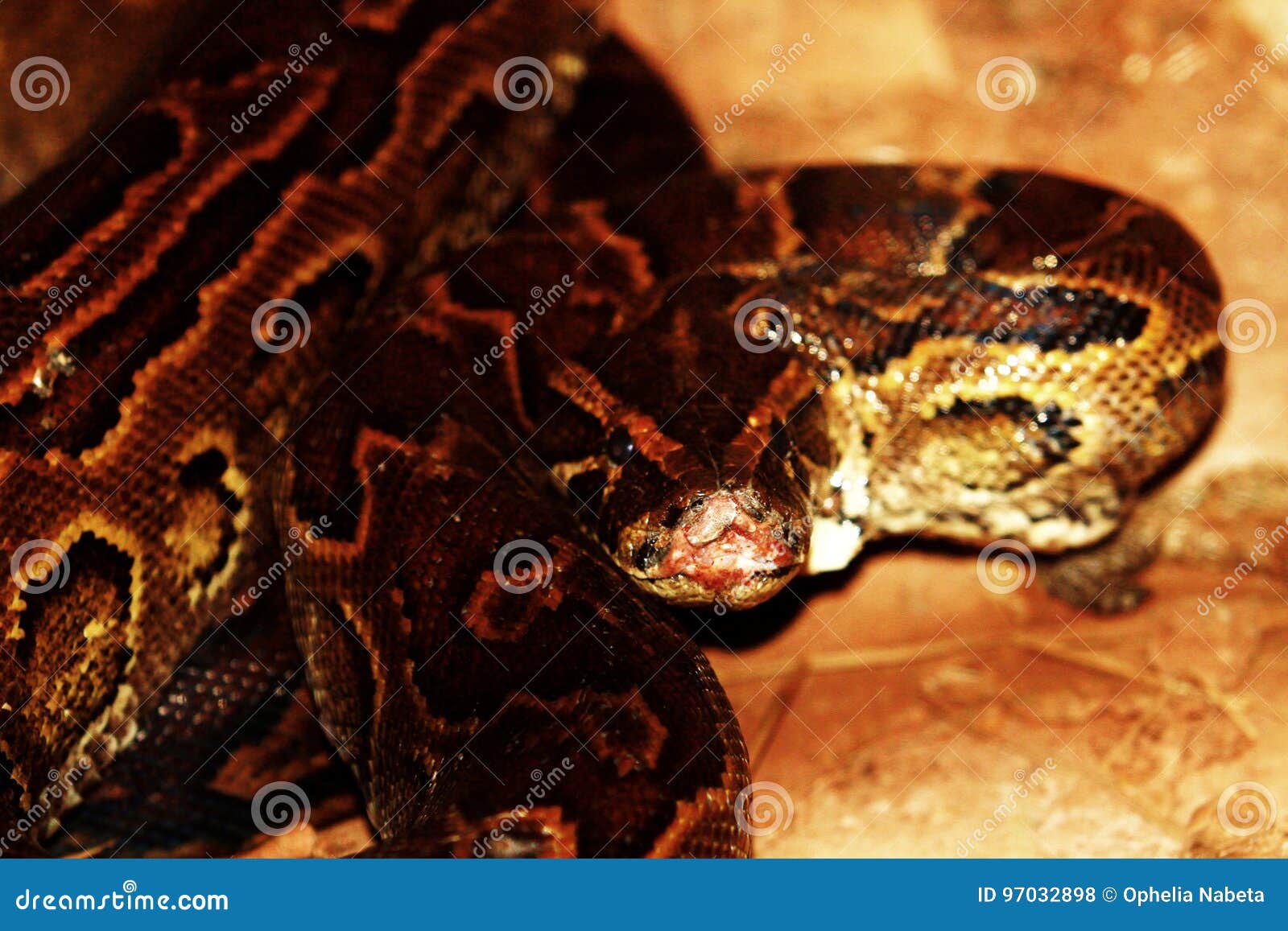 Snake on the ground stock photo. Image of slinking, snake - 97032898