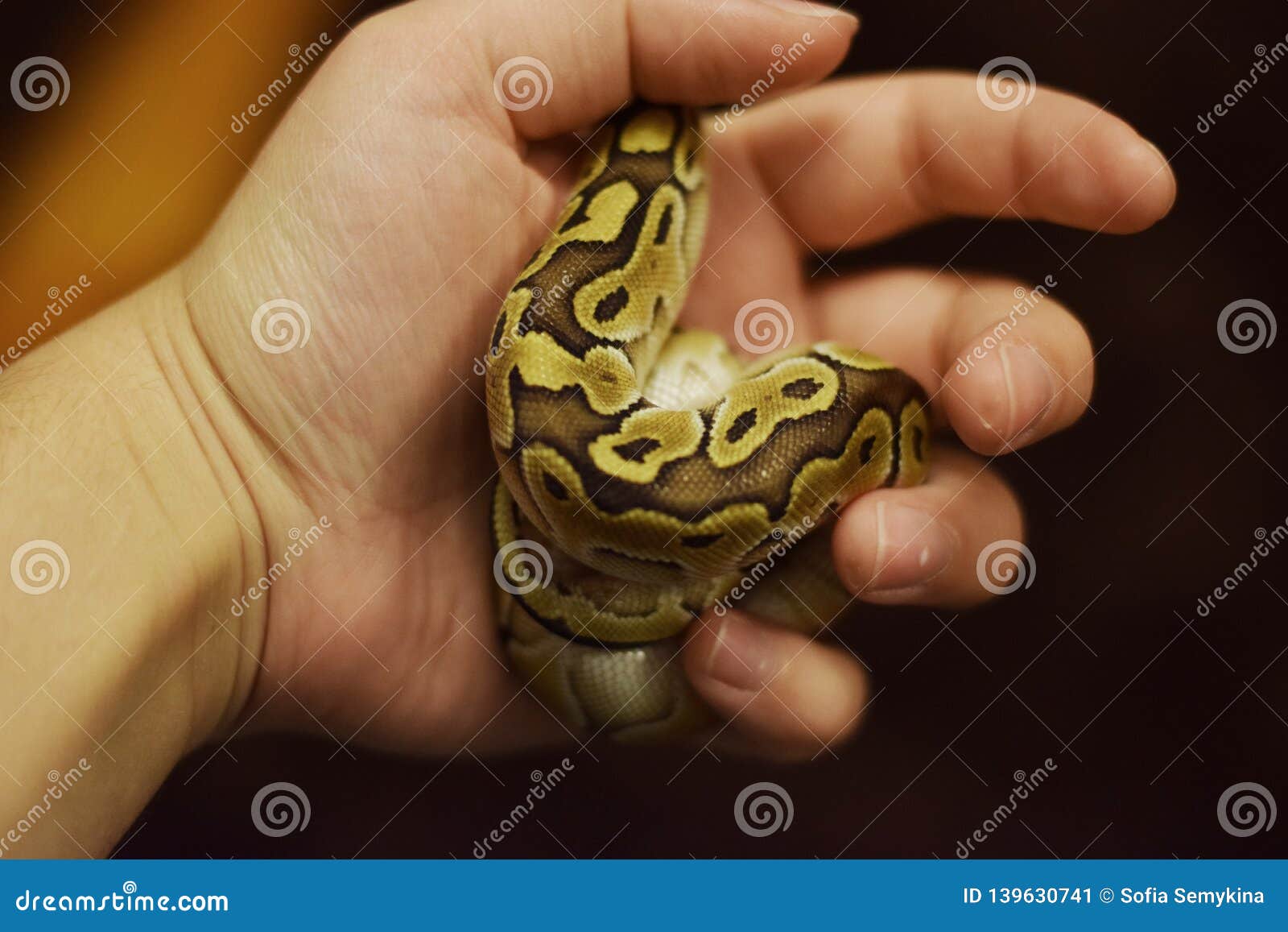 Snake stock image. Image of hand, brown, lesser, yellow - 139630741