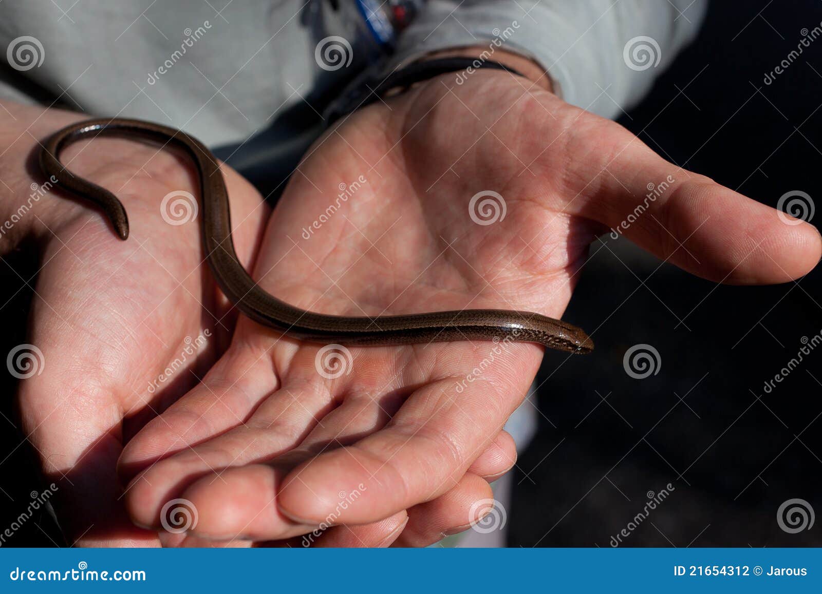 Snake in hand stock photo. Image of nature, wildlife - 21654312