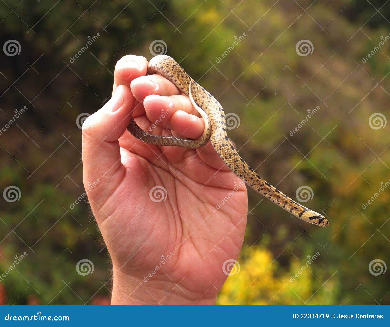 Snake In Hand Royalty Free Stock Images - Image: 22334719