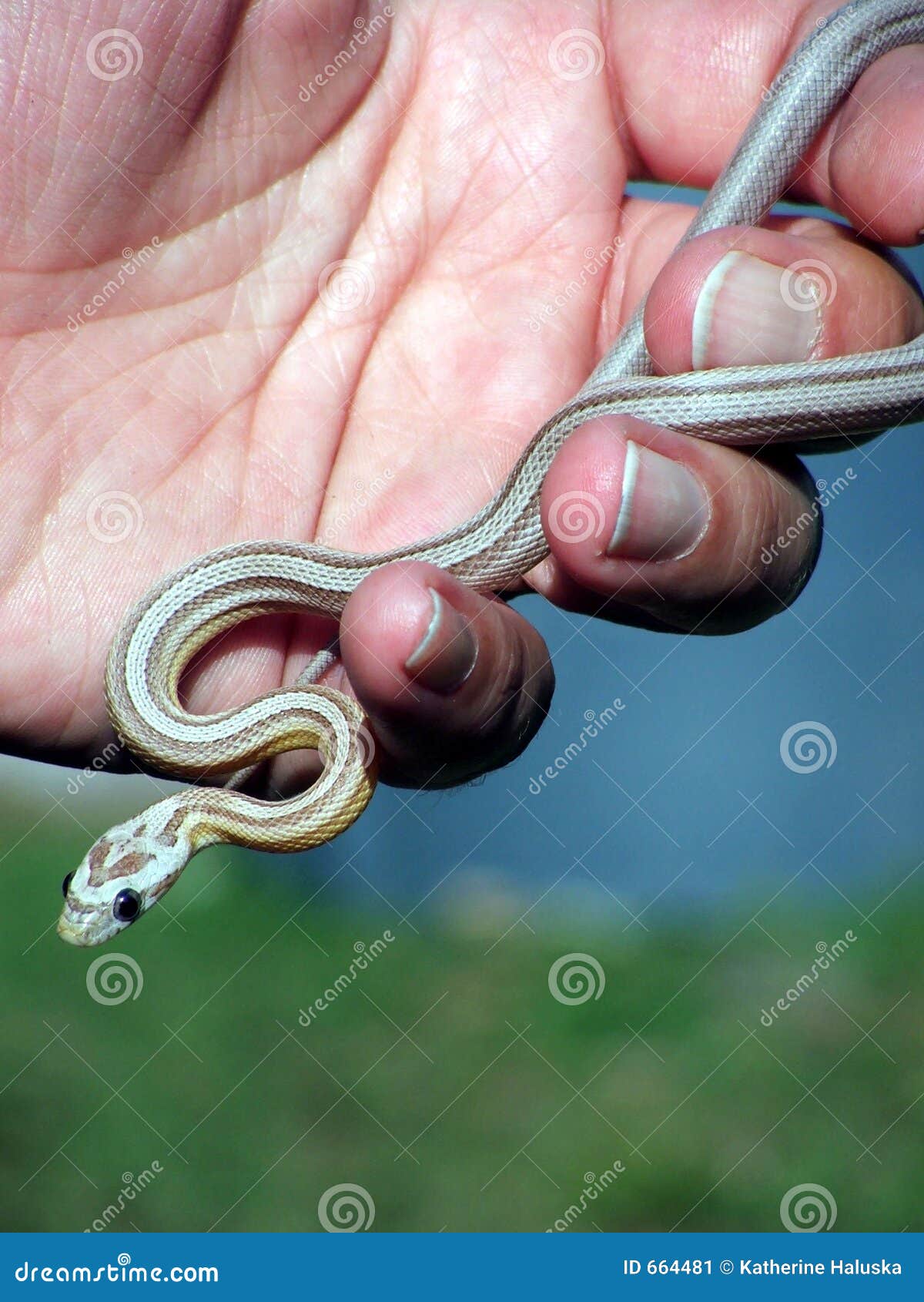 Snake in hand stock image. Image of hand, phobia, hold - 664481