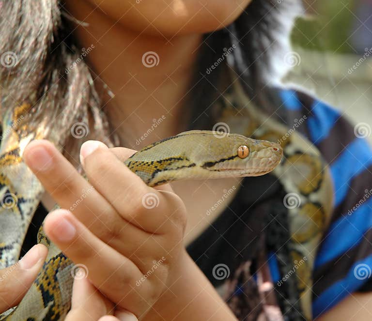 Snake in hand stock image. Image of young, creature, slither - 9278017