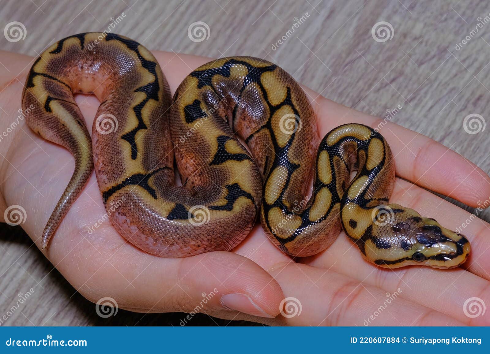 Snake on Hand.Ball Python Python Regius Stock Photo - Image of juvenile ...