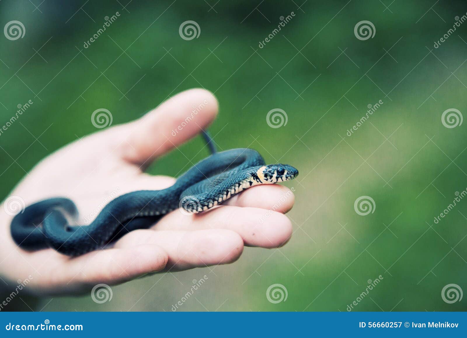 Snake on the hand stock image. Image of cartoon, constrictor - 56660257
