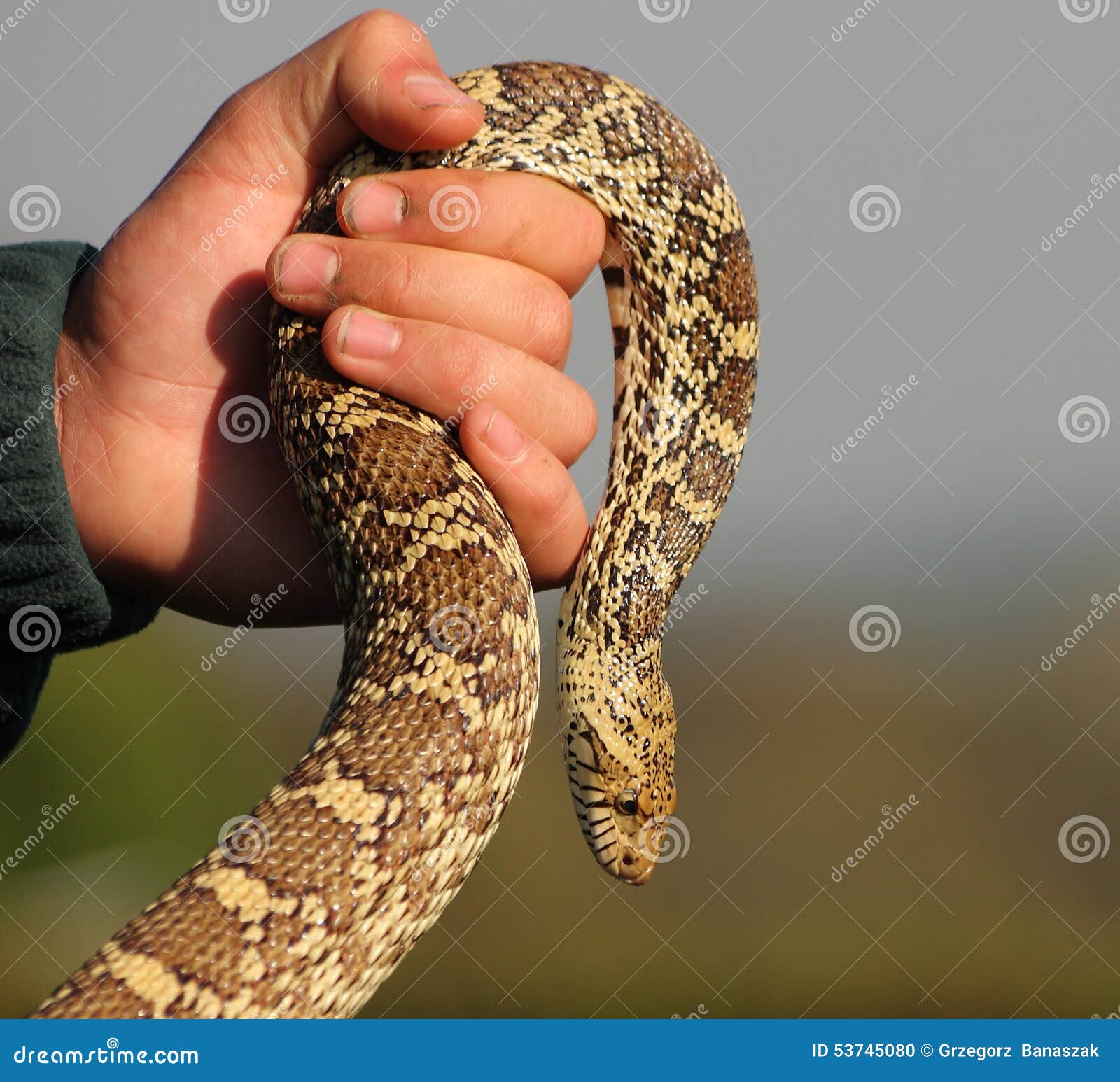 Snake in hand stock photo. Image of alone, hold, reptile - 53745080