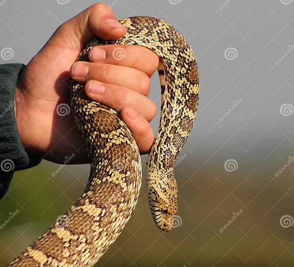 Snake in hand stock photo. Image of alone, hold, reptile - 53745080