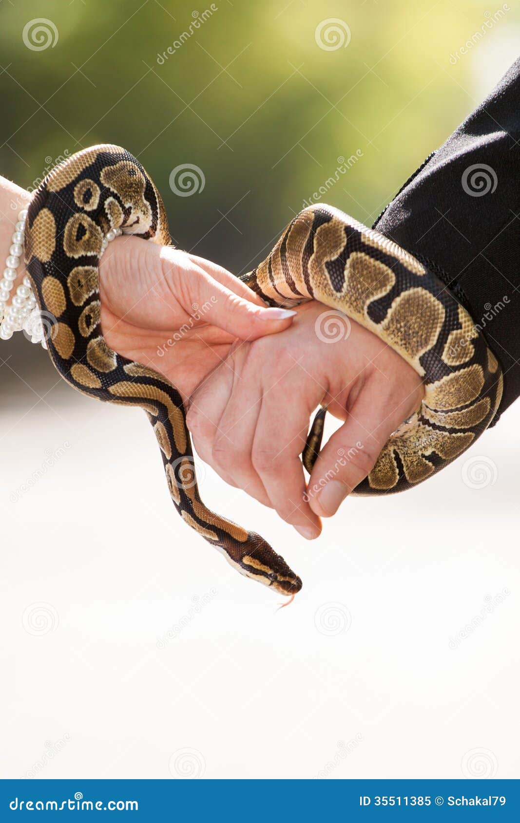 Snake in the hand stock image. Image of dangerous, hand - 35511385