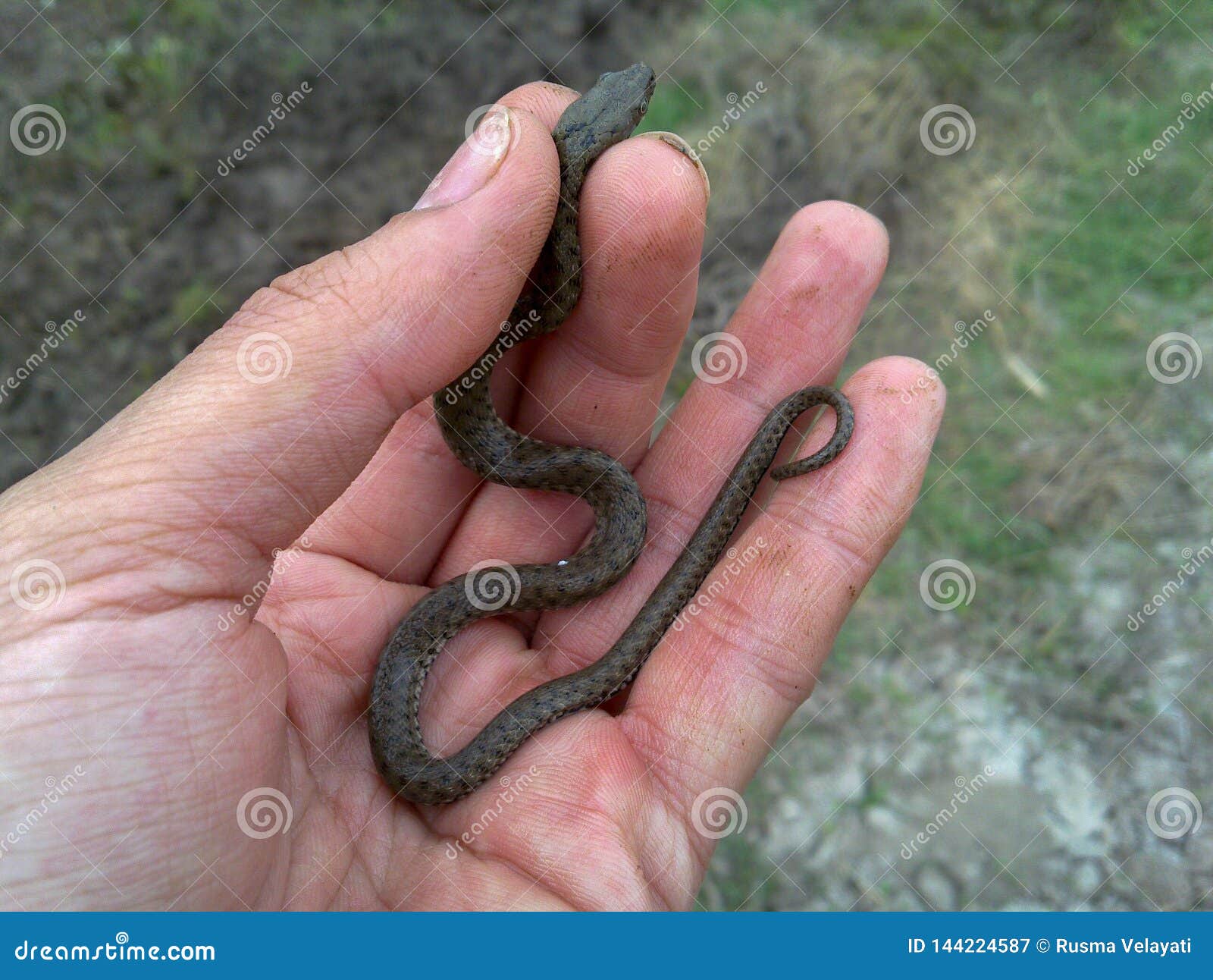 A Snake on Hand, Iran, Gilan, Rasht Stock Image - Image of carnivorous ...