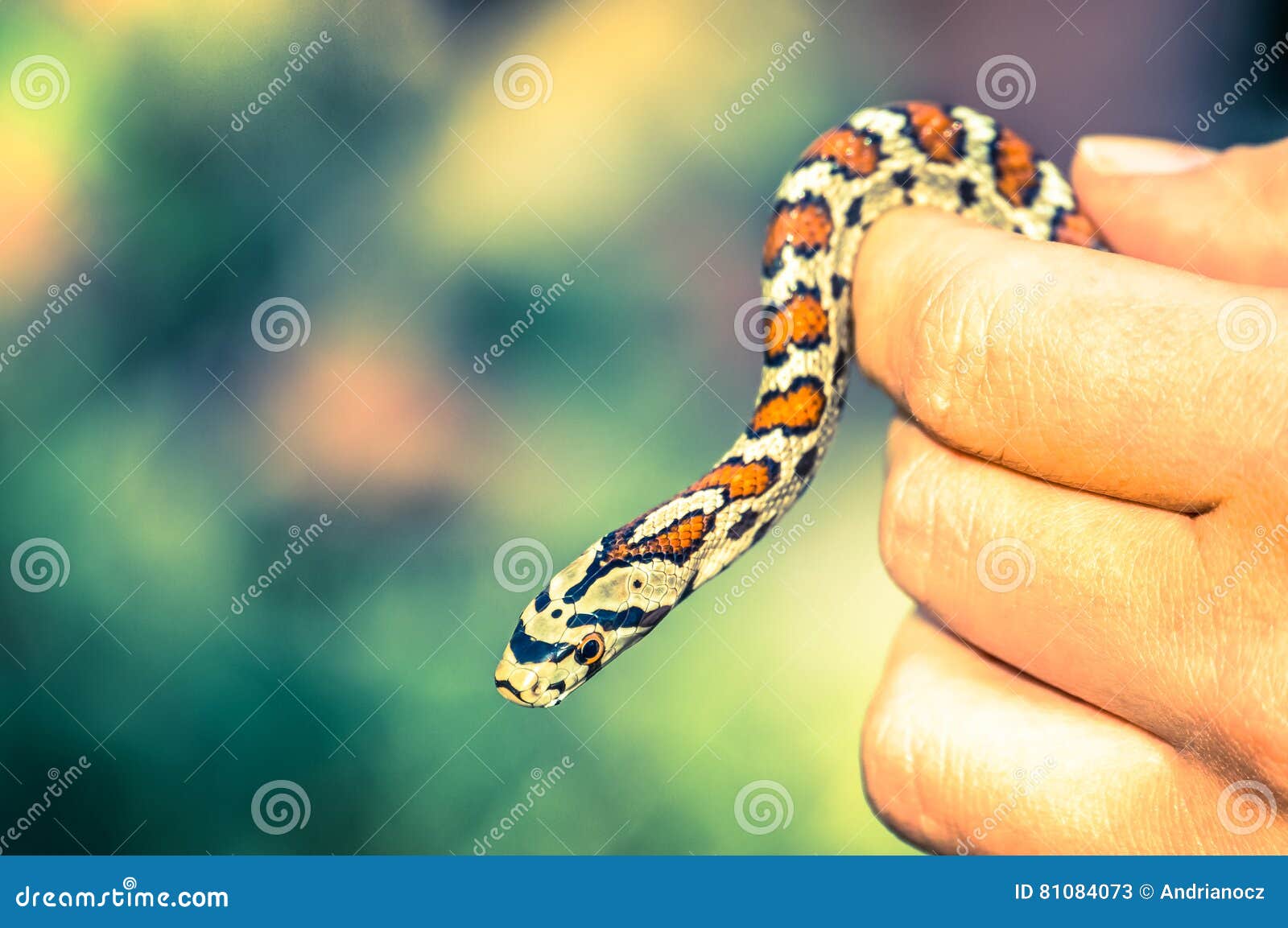 Snake in Hand Isolated on Green Stock Image - Image of brown, retro ...