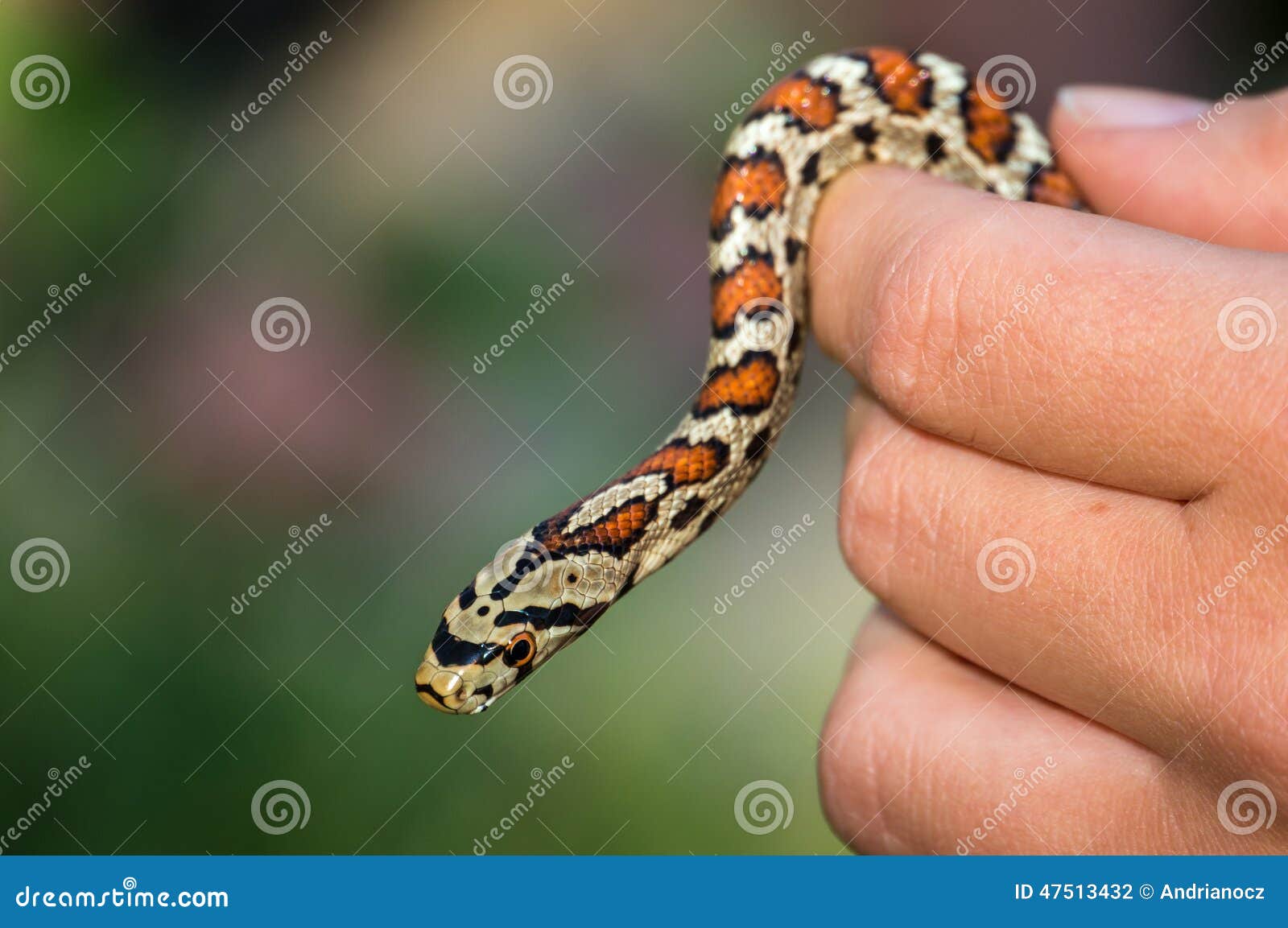 Snake in hand stock photo. Image of animal, wildlife - 47513432