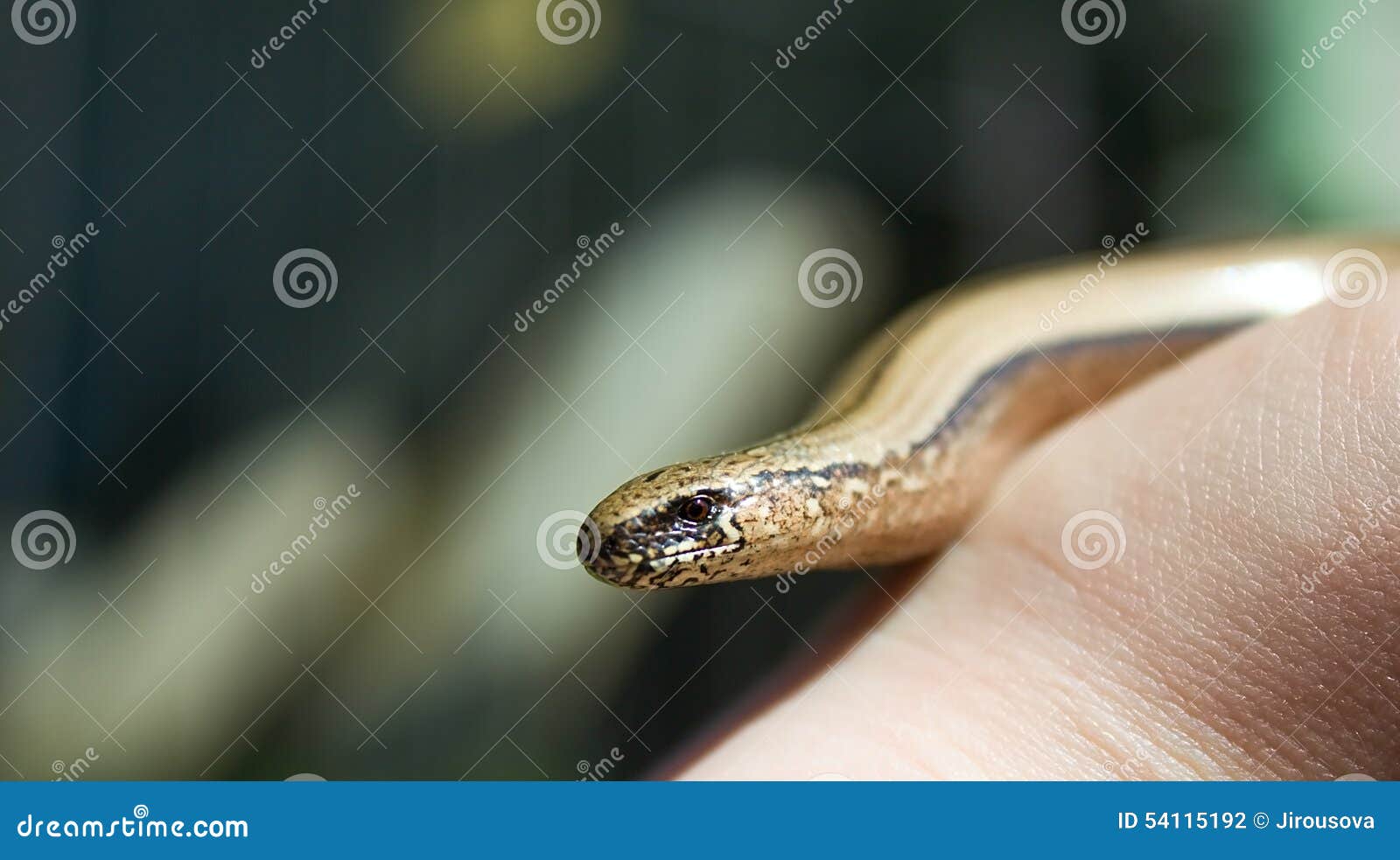 Snake in hand stock photo. Image of makro, summer, fragilis - 54115192