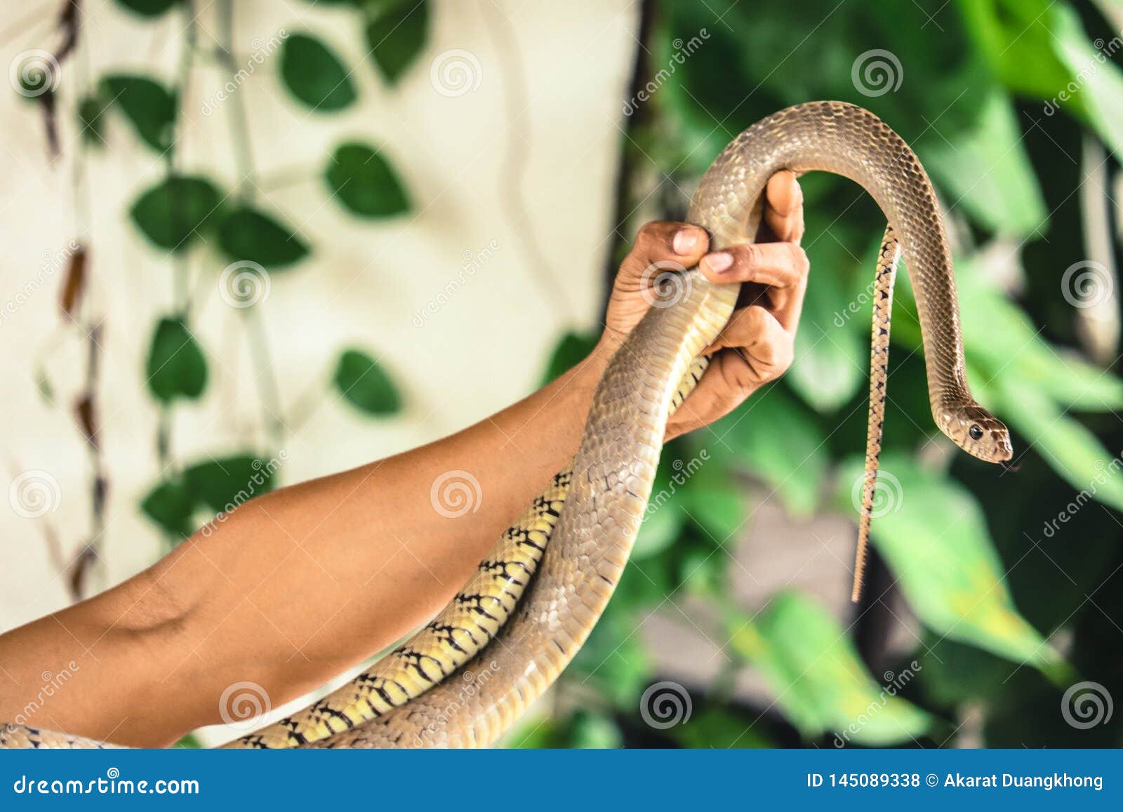 Snake on a hand stock photo. Image of hand, danger, creep - 145089338