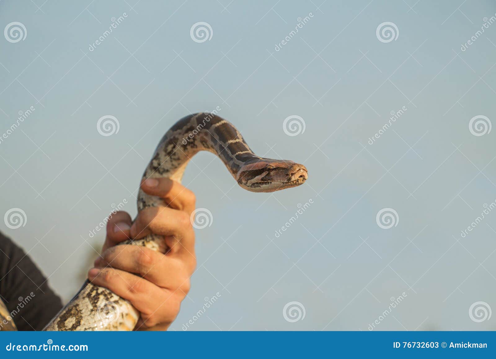 Snake in a hand stock image. Image of male, danger, fascinating - 76732603