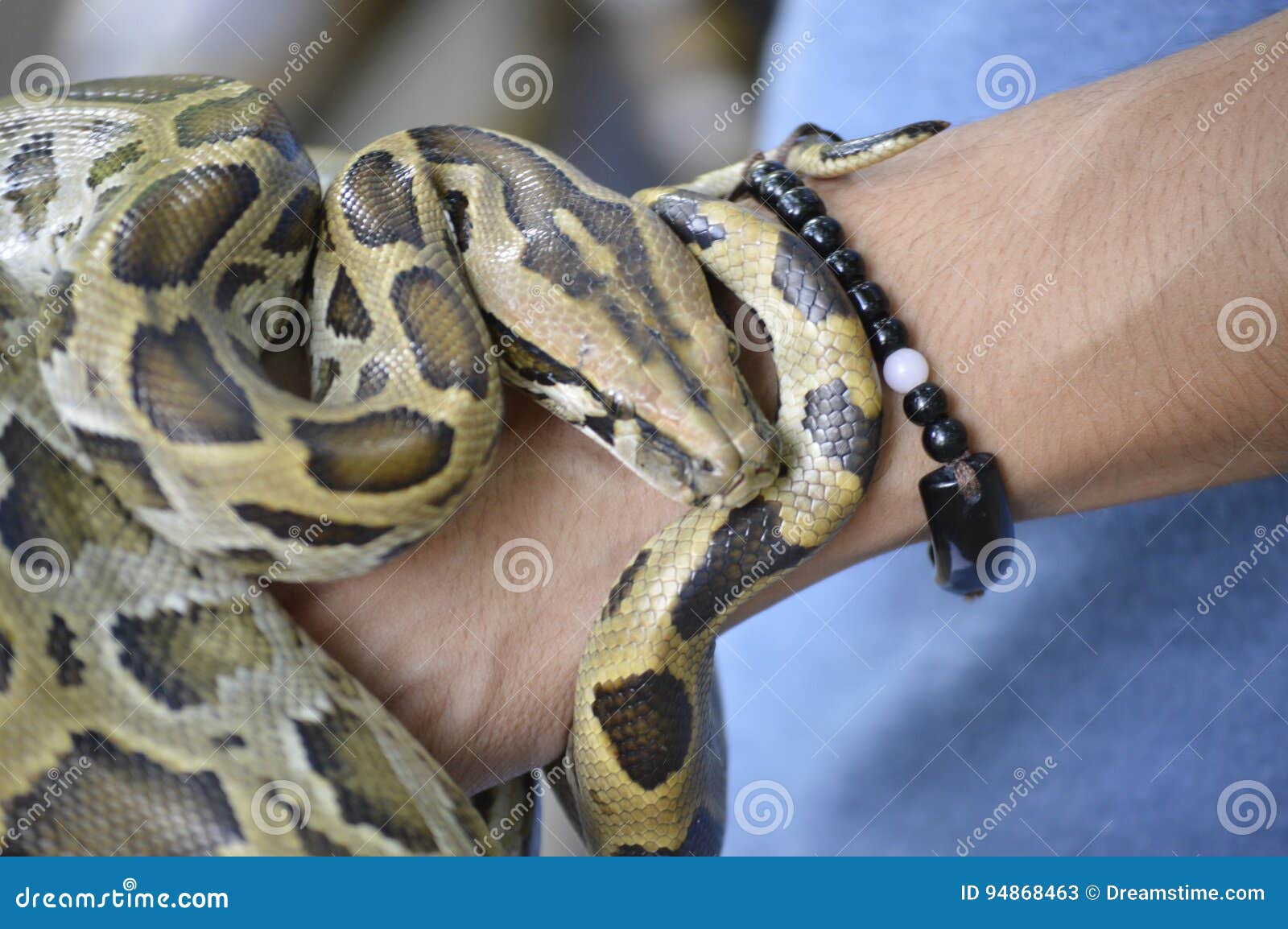 Snake on hand stock image. Image of brown, amphibious - 94868463