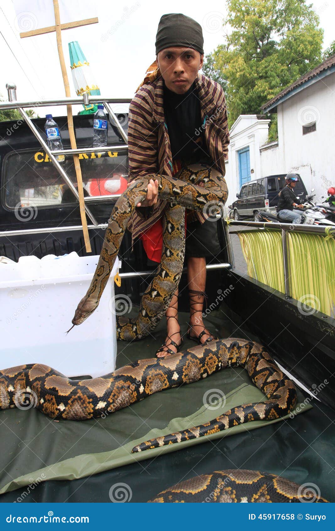Snake editorial stock photo. Image of handler, java, solo - 45917658