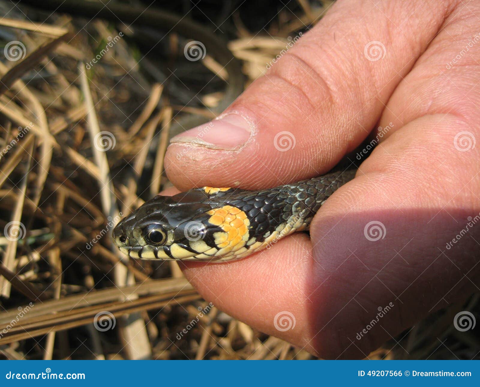 Snake stock photo. Image of dangerous, hands, reptile - 49207566