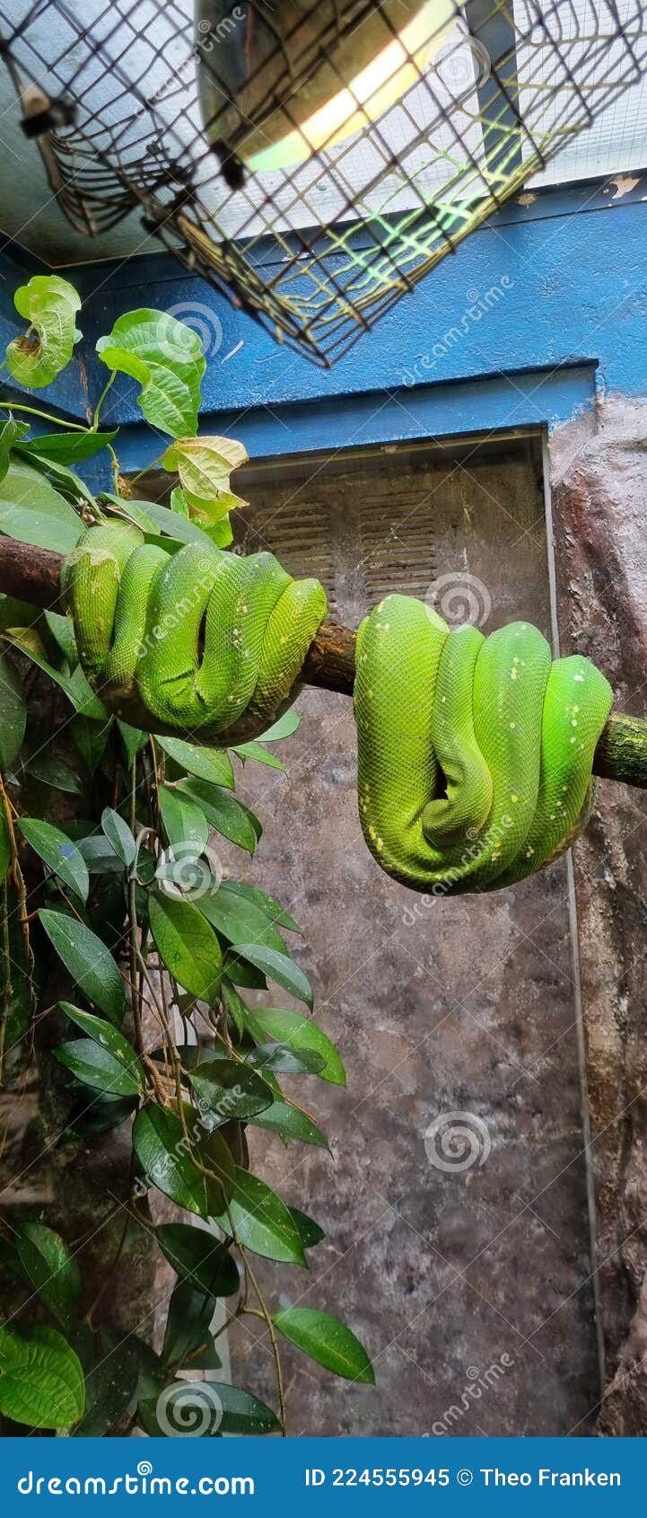 Snake hanging around stock image. Image of leaf, animal - 224555945