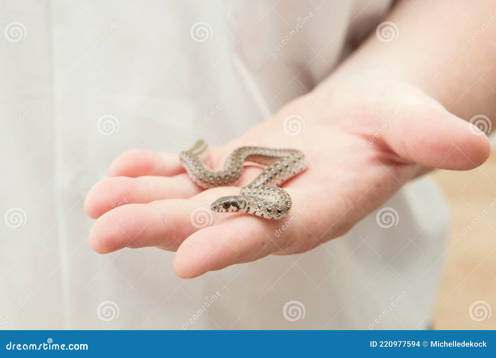 A Snake Been Held by a Snake Handler. Stock Photo - Image of holding ...
