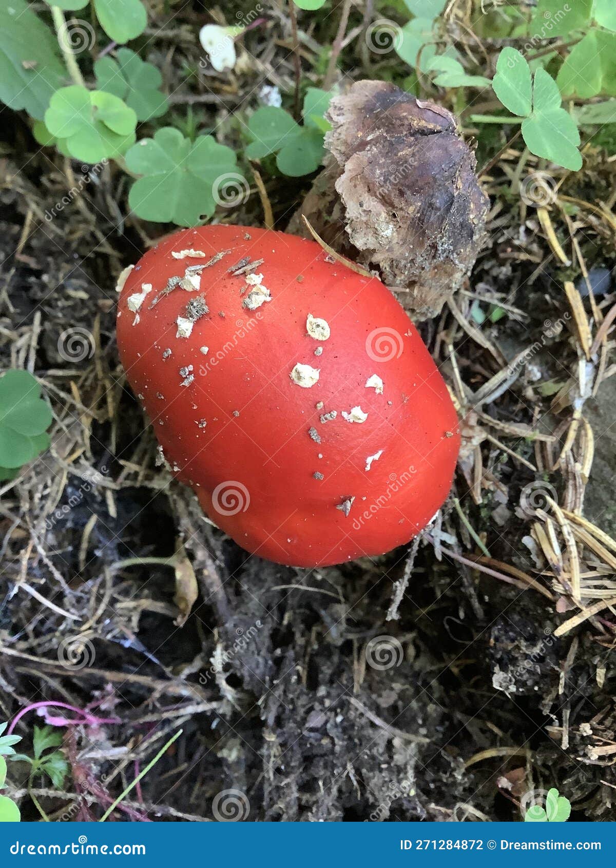 Snake hat mushroom stock photo. Image of nature, autumn - 271284872