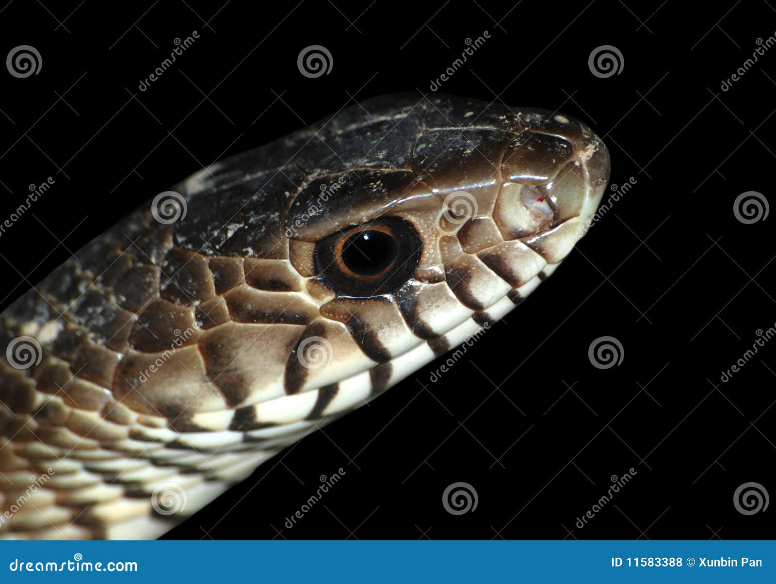 Snake Head Stock Photo | CartoonDealer.com #75853530