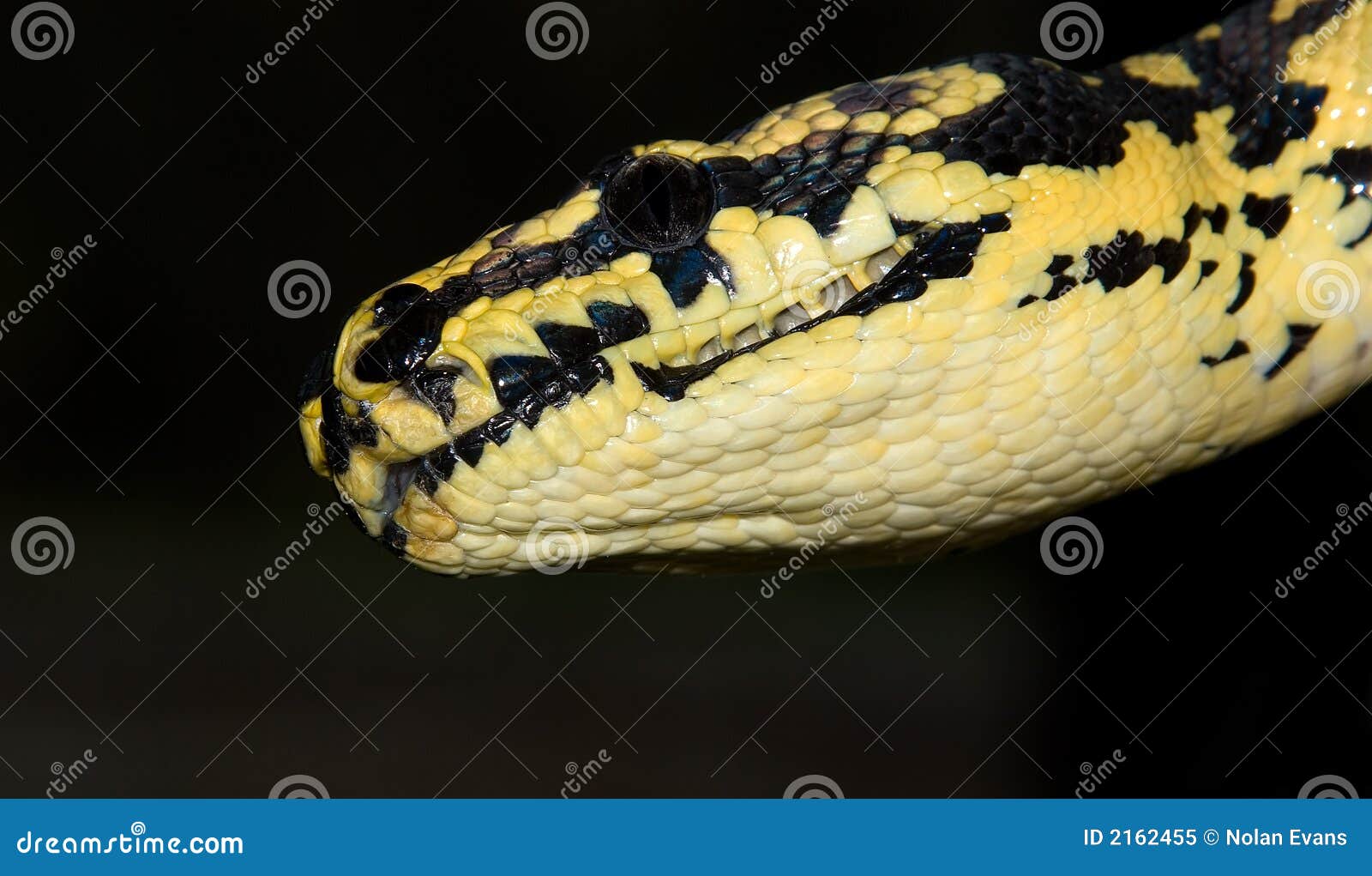 Snake Head! Picture. Image: 2162455