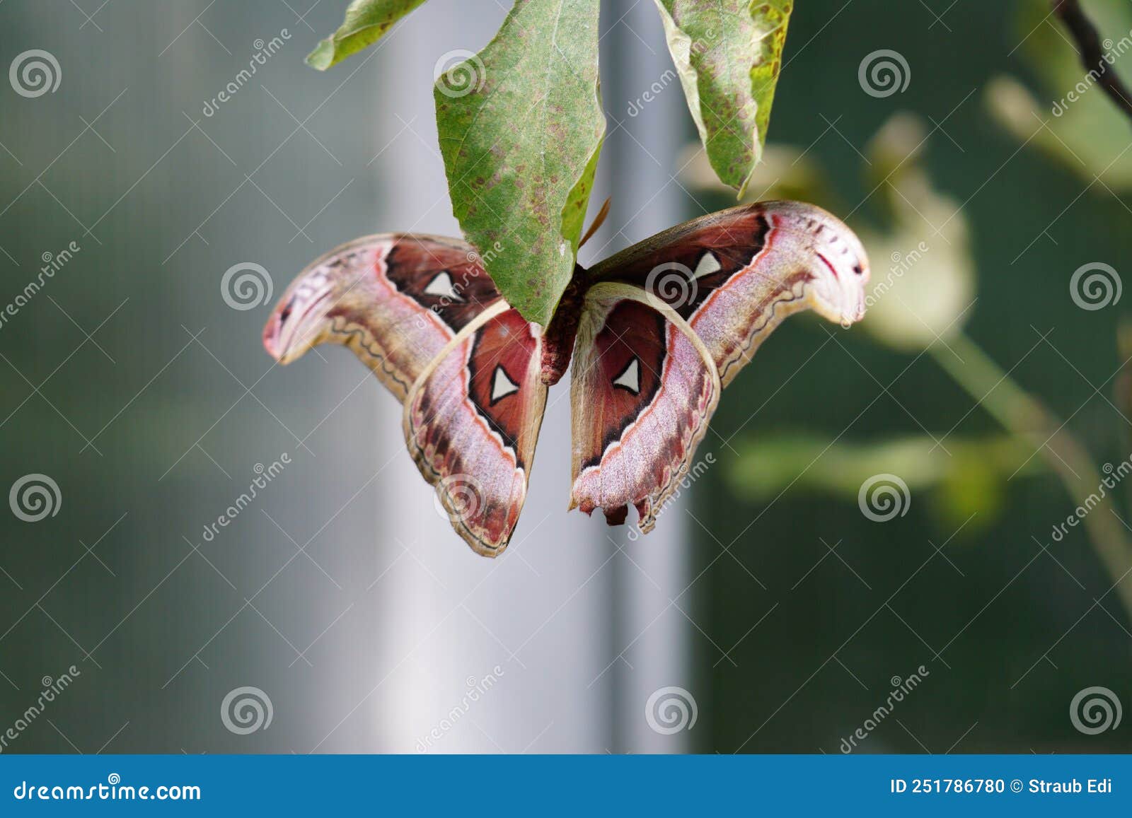 Snake head butterfly stock photo. Image of outdoor, snake - 251786780