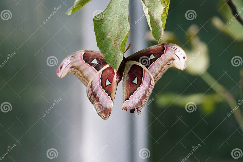 Snake head butterfly stock photo. Image of outdoor, snake - 251786780