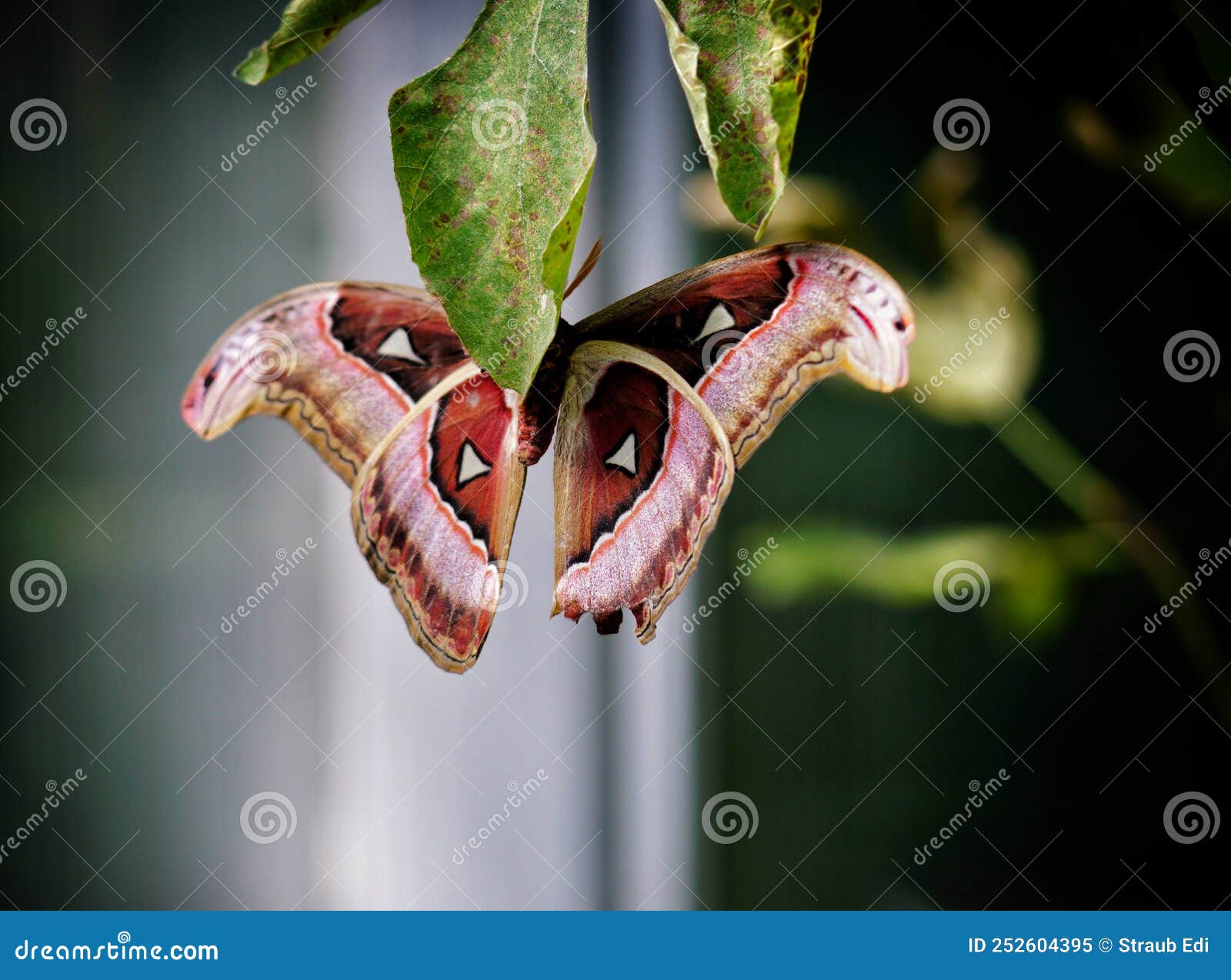 Snake head butterfly stock image. Image of food, green - 252604395