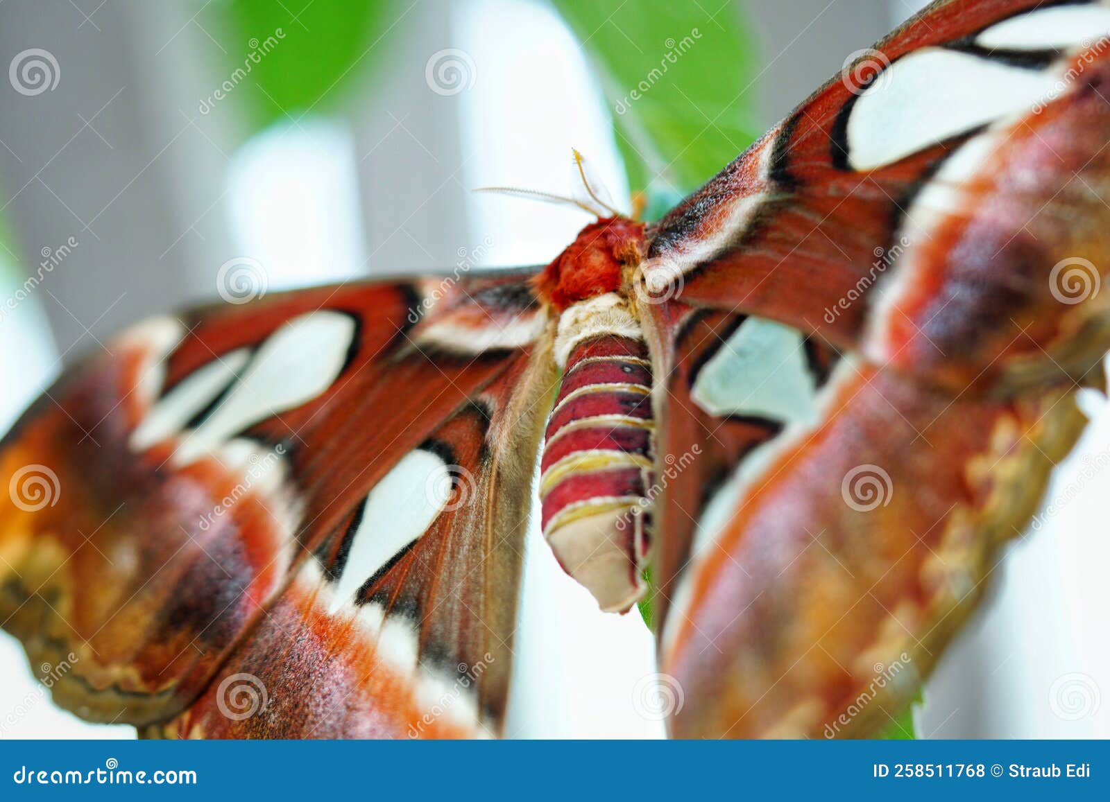 Snake head butterfly stock photo. Image of wing, pollinator - 258511768