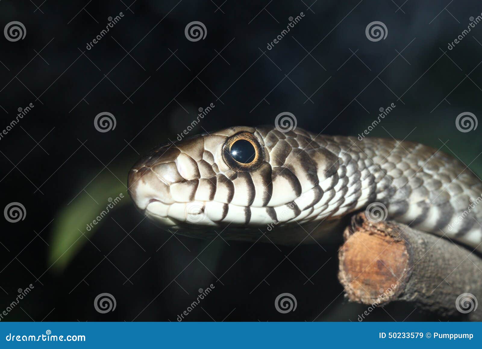 Snake Head Close Up Picture Stock Image - Image of color, nature: 50233579