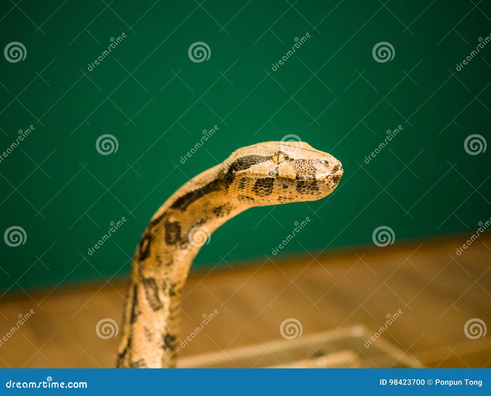 Snake head close up stock photo. Image of nature, head - 98423700