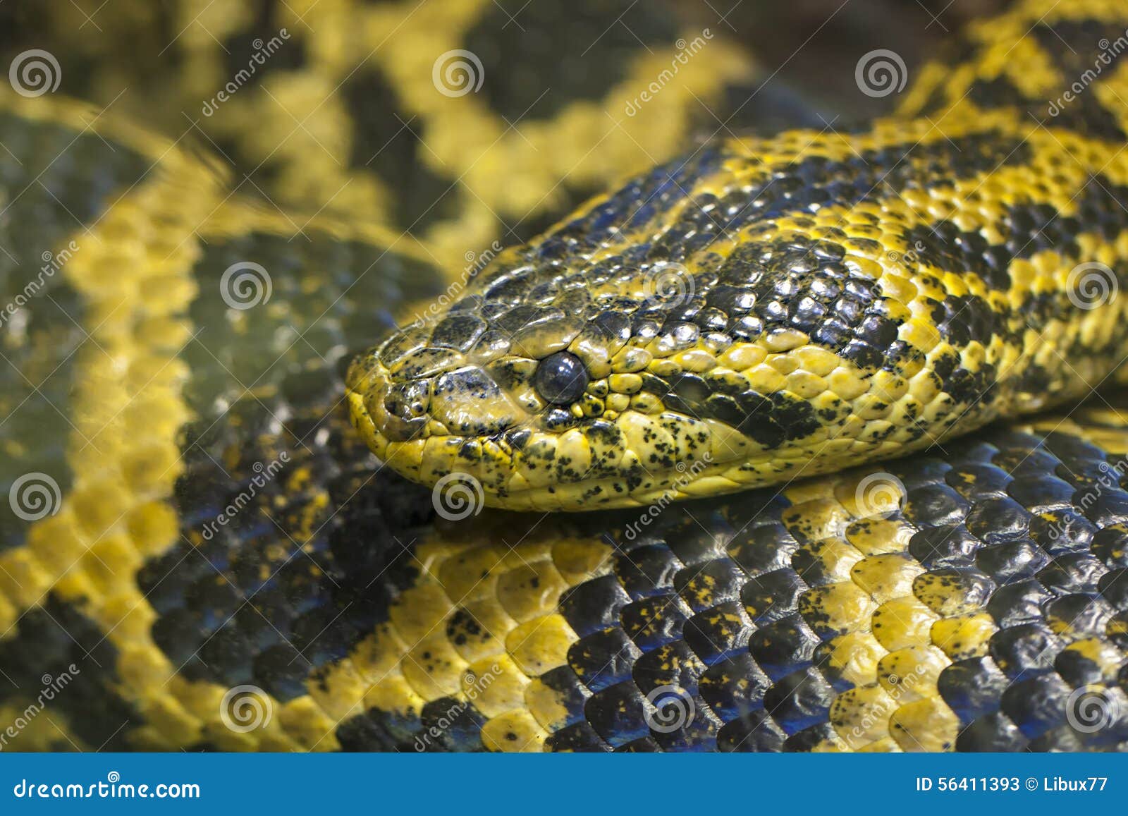 Snake Head Closeup stock image. Image of serpent, closeup - 56411393