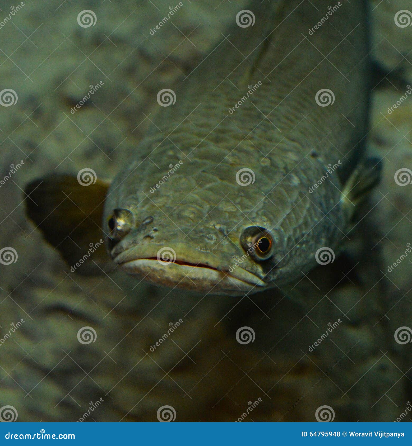 Snake-head fish stock photo. Image of beautiful, emperor - 64795948