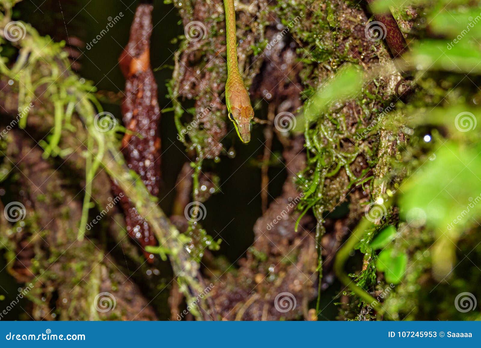 Snake Head in the Forest Over Tree Trunk Stock Image - Image of ...