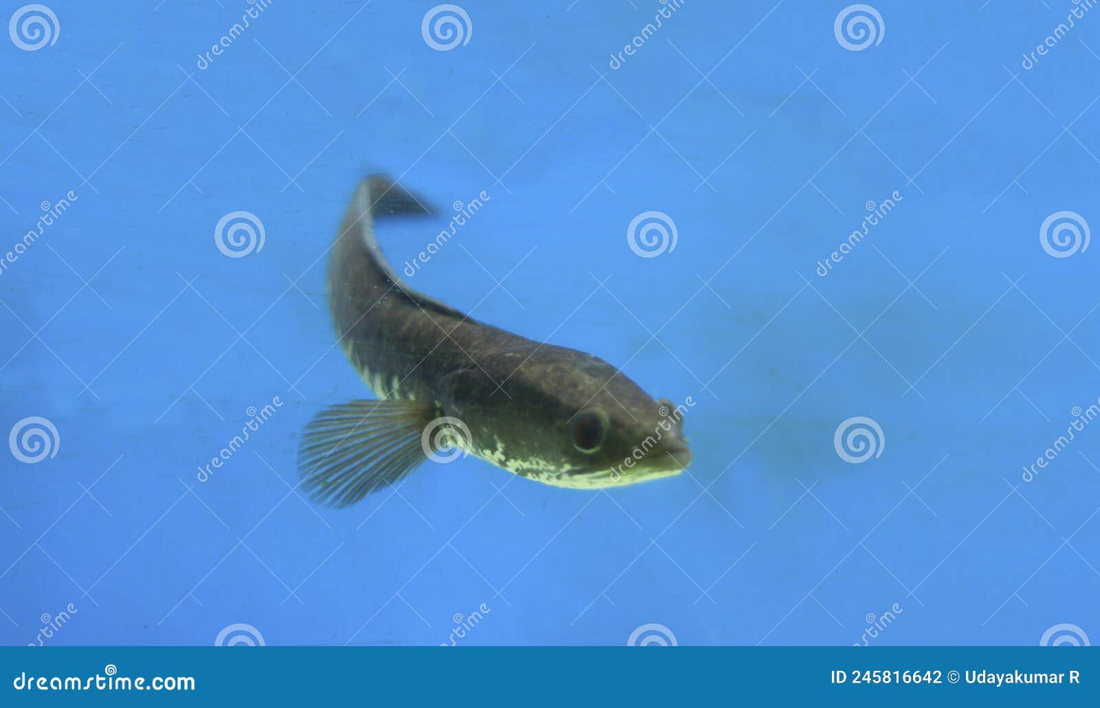 Snake Head Murrel Fish Aquarium Fish. with Blue Background Stock Photo ...