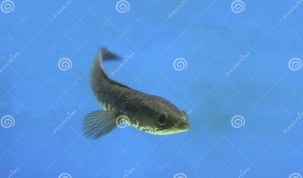 Snake Head Murrel Fish Aquarium Fish. with Blue Background Stock Photo ...