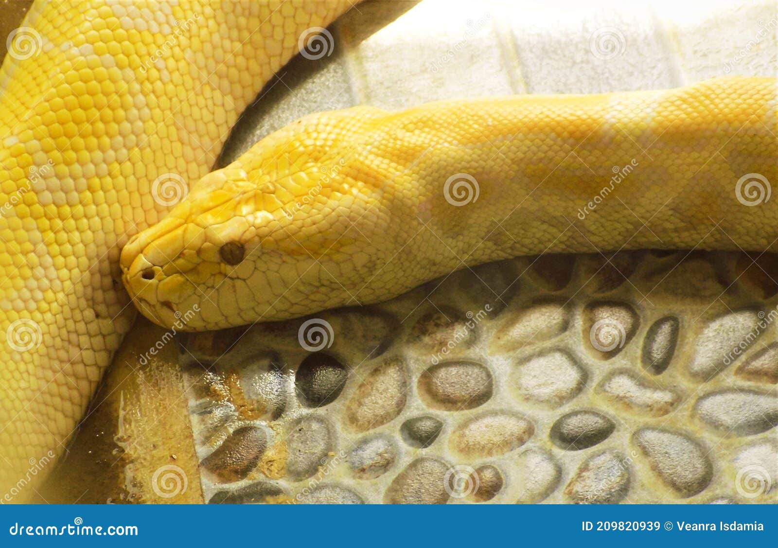 Snake Head and Skin. Yellow. Golden Stock Image - Image of skin, head ...