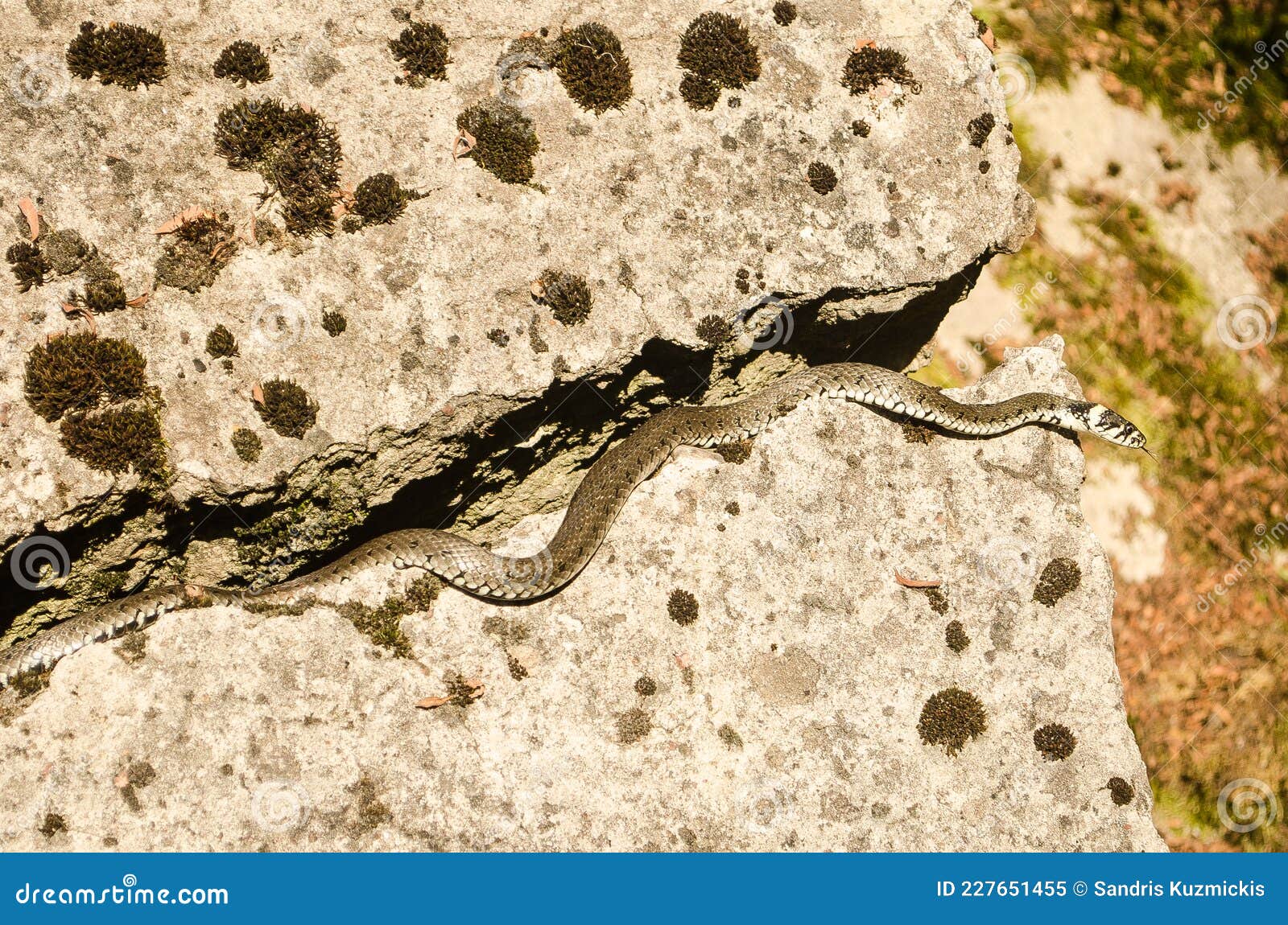 The Snake Heats Up in a Crack in the Stone Stock Image - Image of brown ...