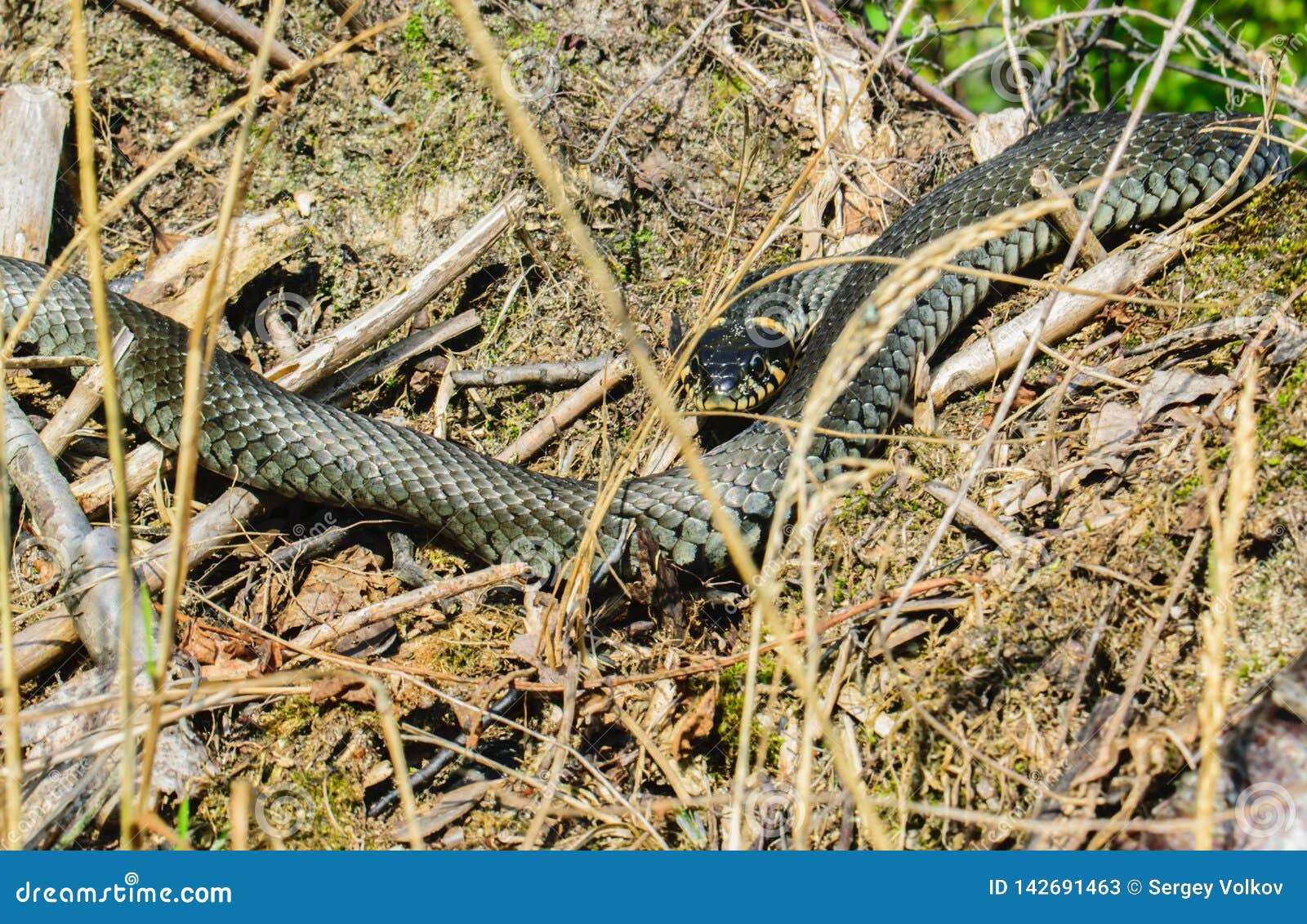 The snake hid in the grass stock image. Image of snake - 142691463